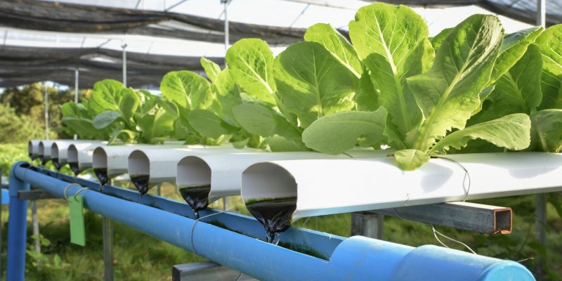 Košík motivuje k větší konzumaci čerstvých ryb. Představil novou ...