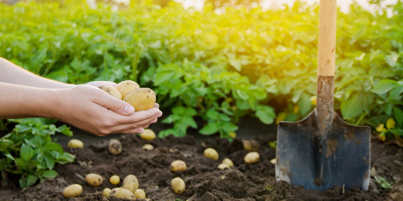 Jak pěstovat brambory na zahradě nebo balkóně, aby byla úroda bohatá ...